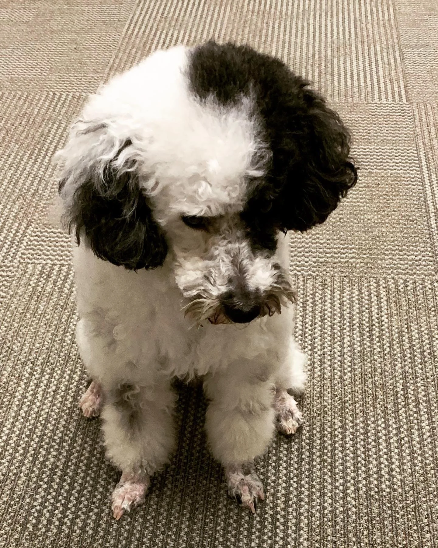 My Dog Has Prostate Cancer: What I’ve Learned About Care, Coping, and ...