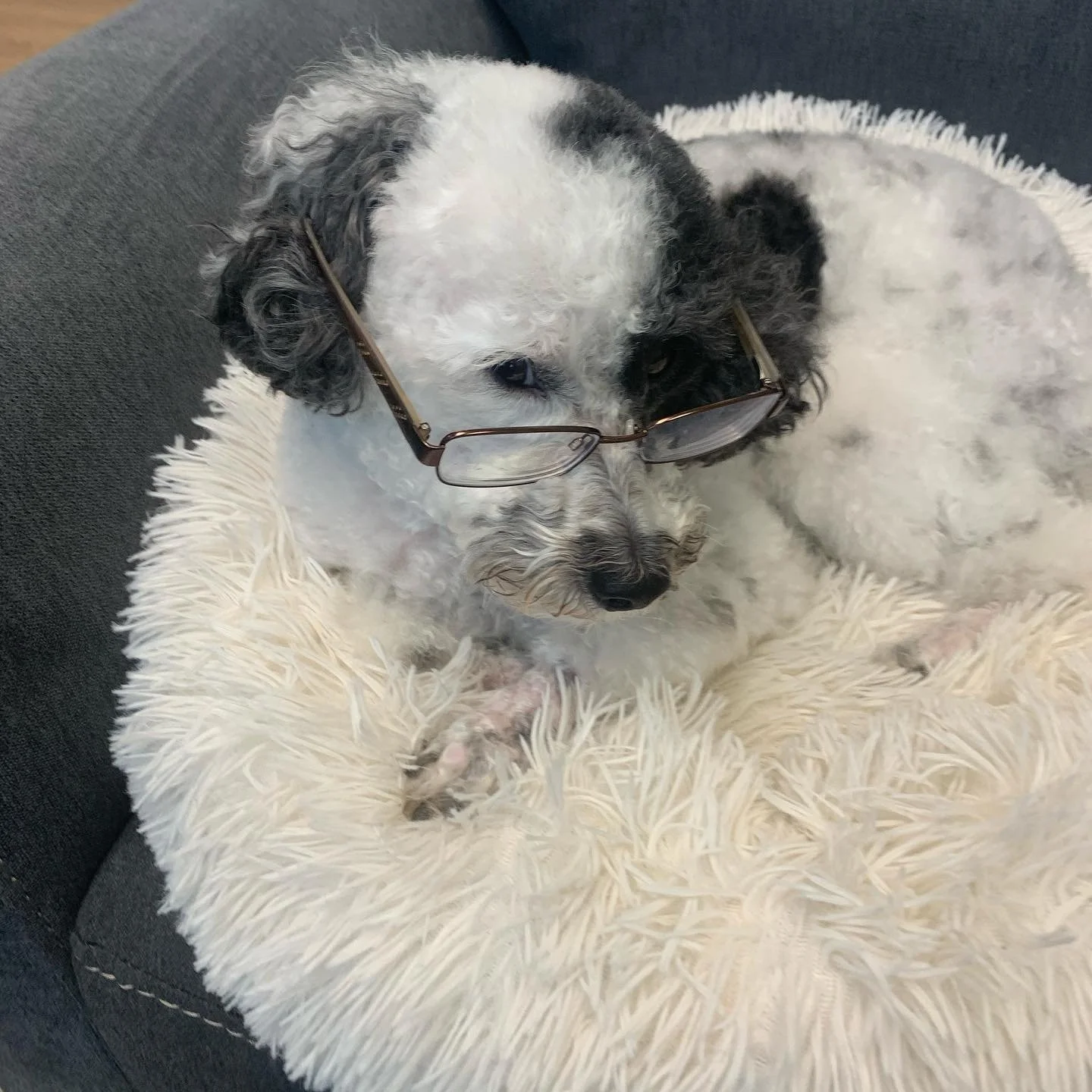 My Dog Has Prostate Cancer: What I’ve Learned About Care, Coping, and ...