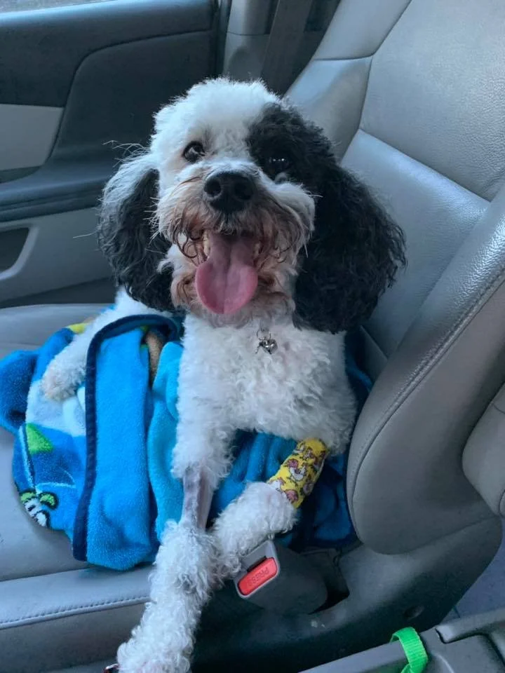 My Dog Has Prostate Cancer: What I’ve Learned About Care, Coping, and ...