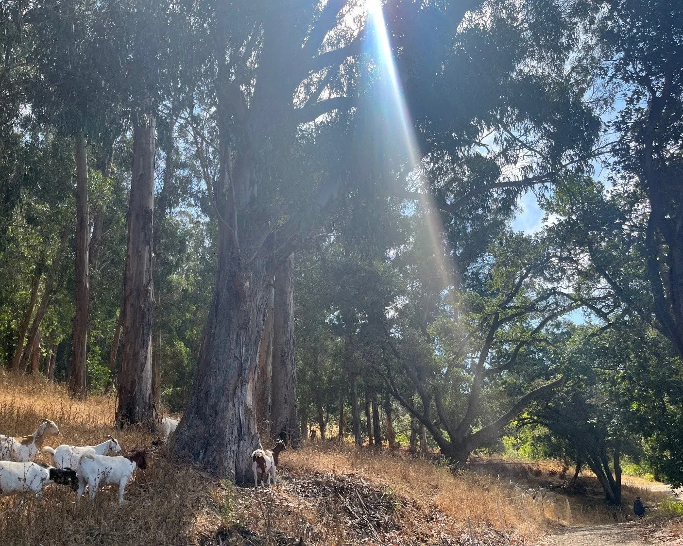 Front-line Wildfire Prevention Ambassadors — Creating is life Coaching