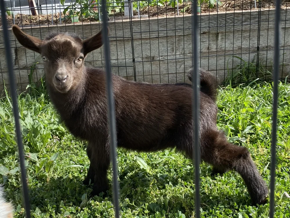 Nigerian Dwarf Bucks — Prairie Fire Genetics