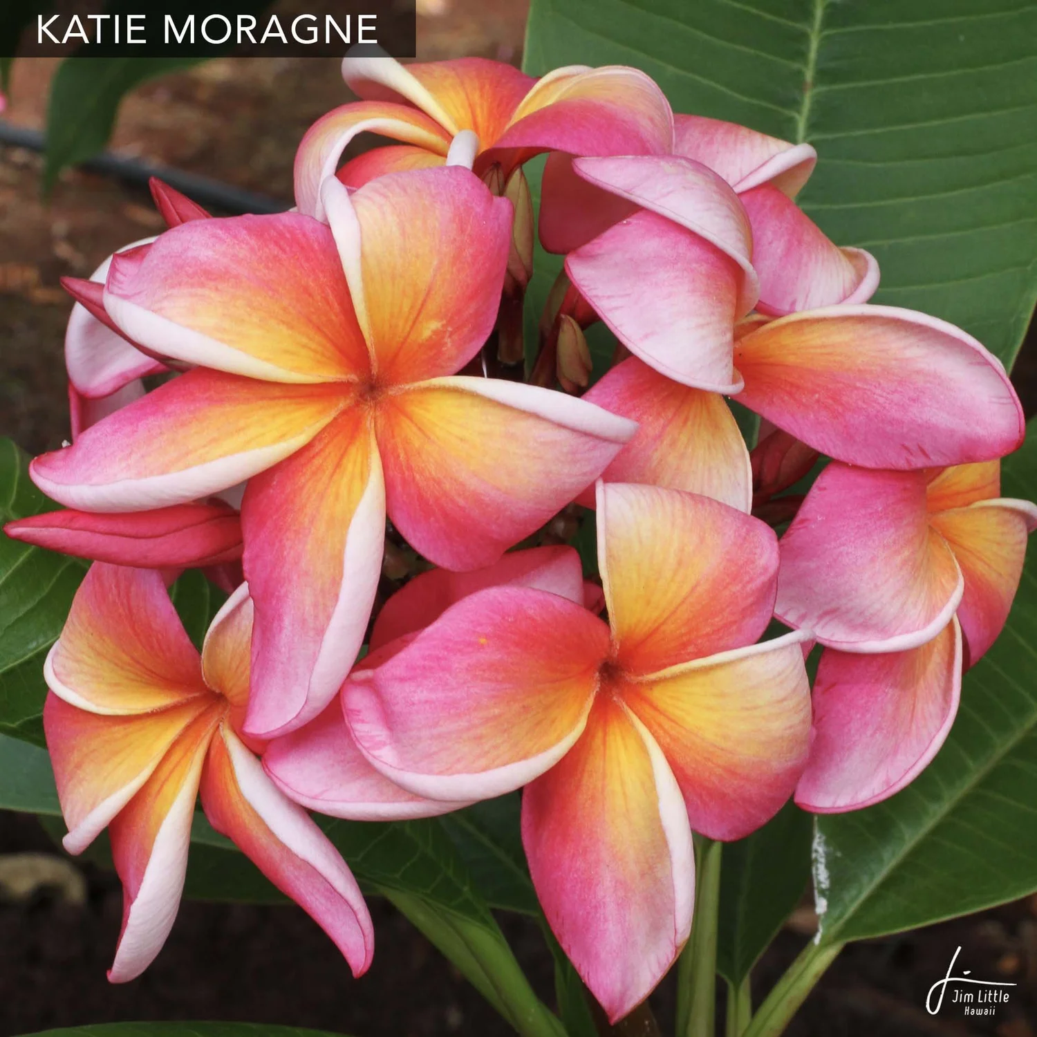 Moragne — Jim Little Plumeria