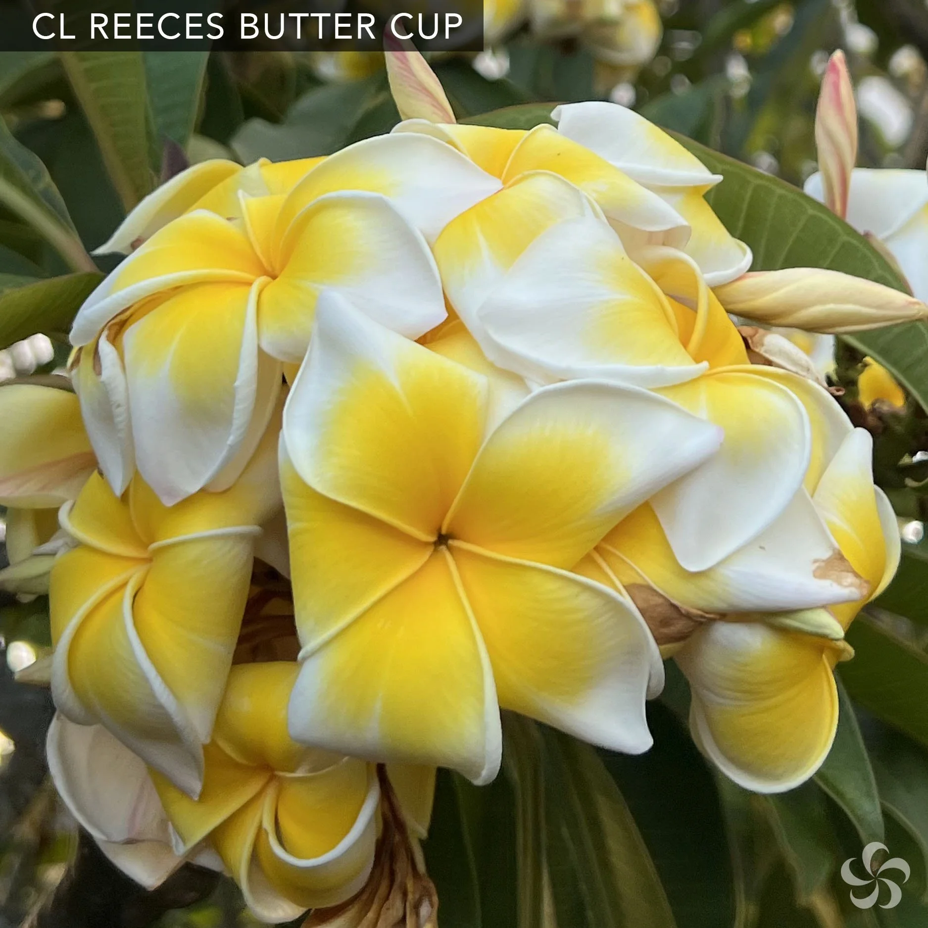 New Releases — Jim Little Plumeria