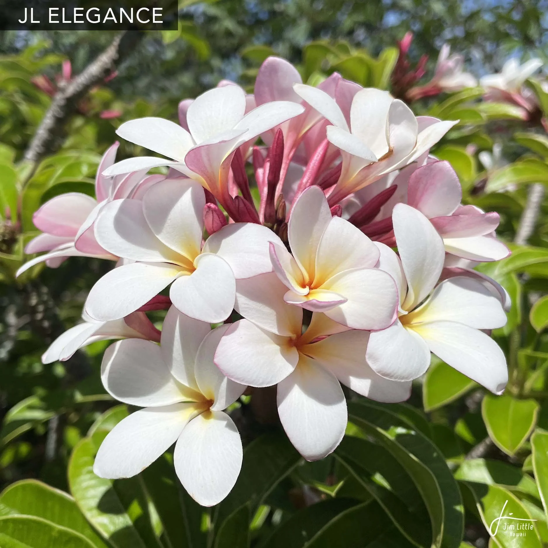 Dwarf — Jim Little Plumeria