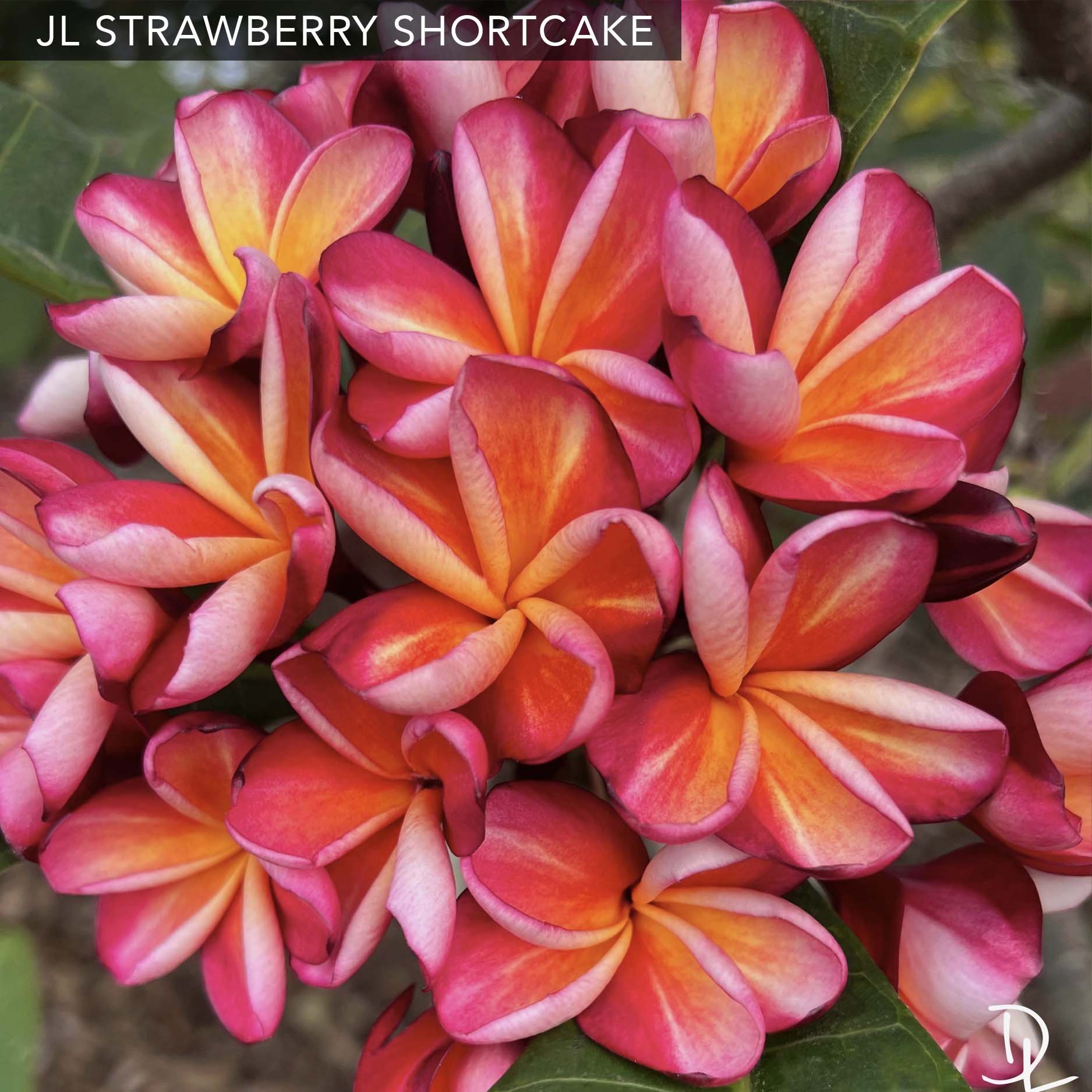 New Releases — Jim Little Plumeria