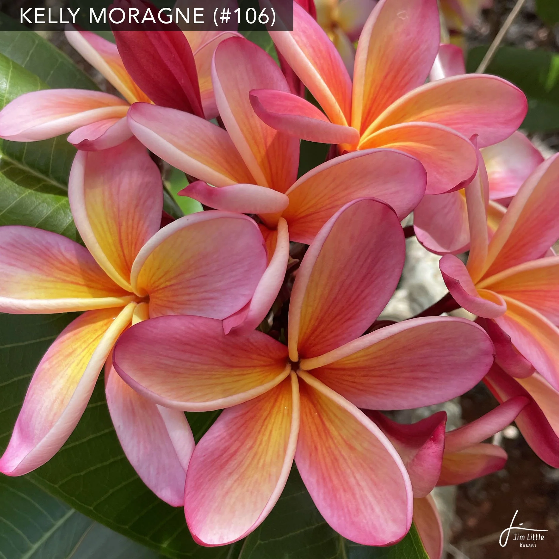 Moragne — Jim Little Plumeria