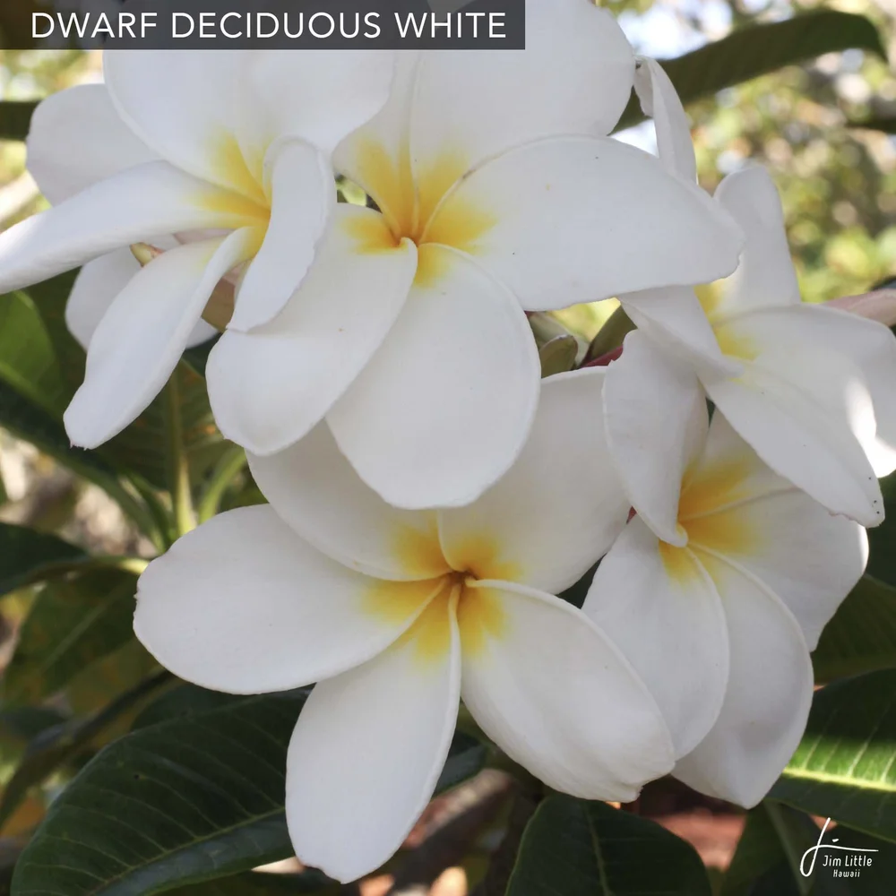 Dwarf — Jim Little Plumeria