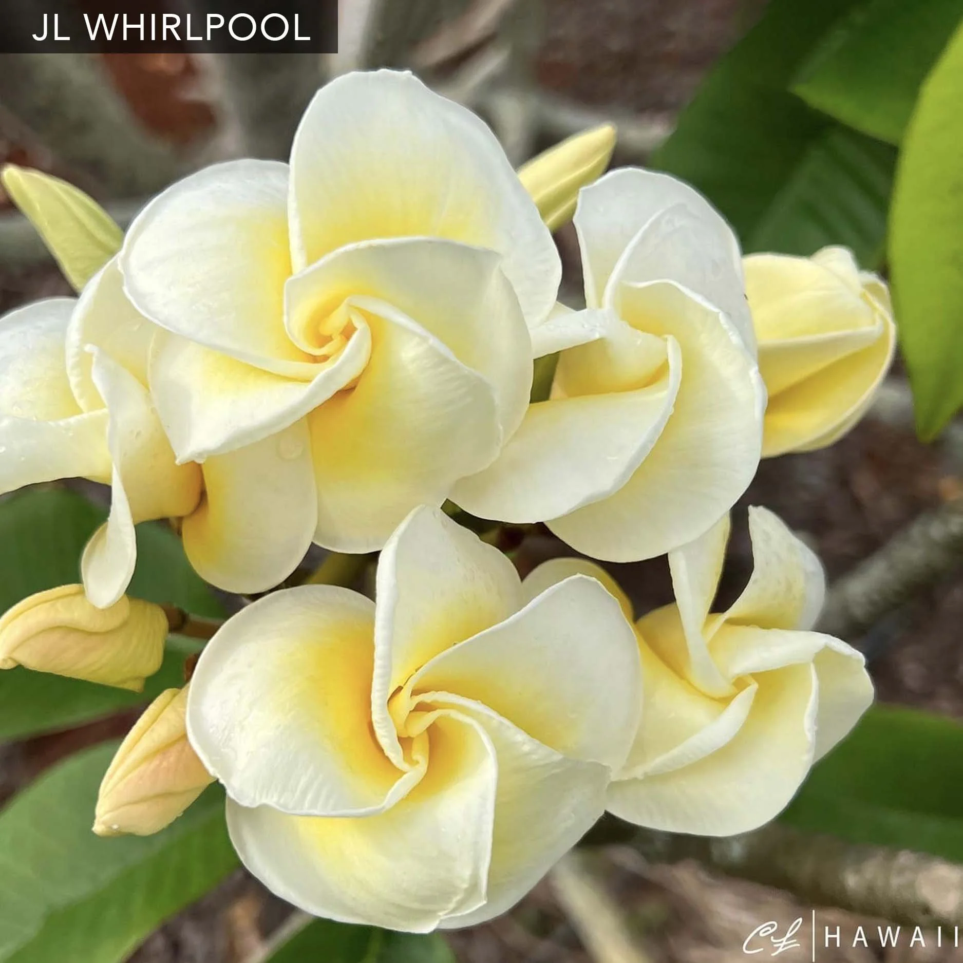 New Releases — Jim Little Plumeria