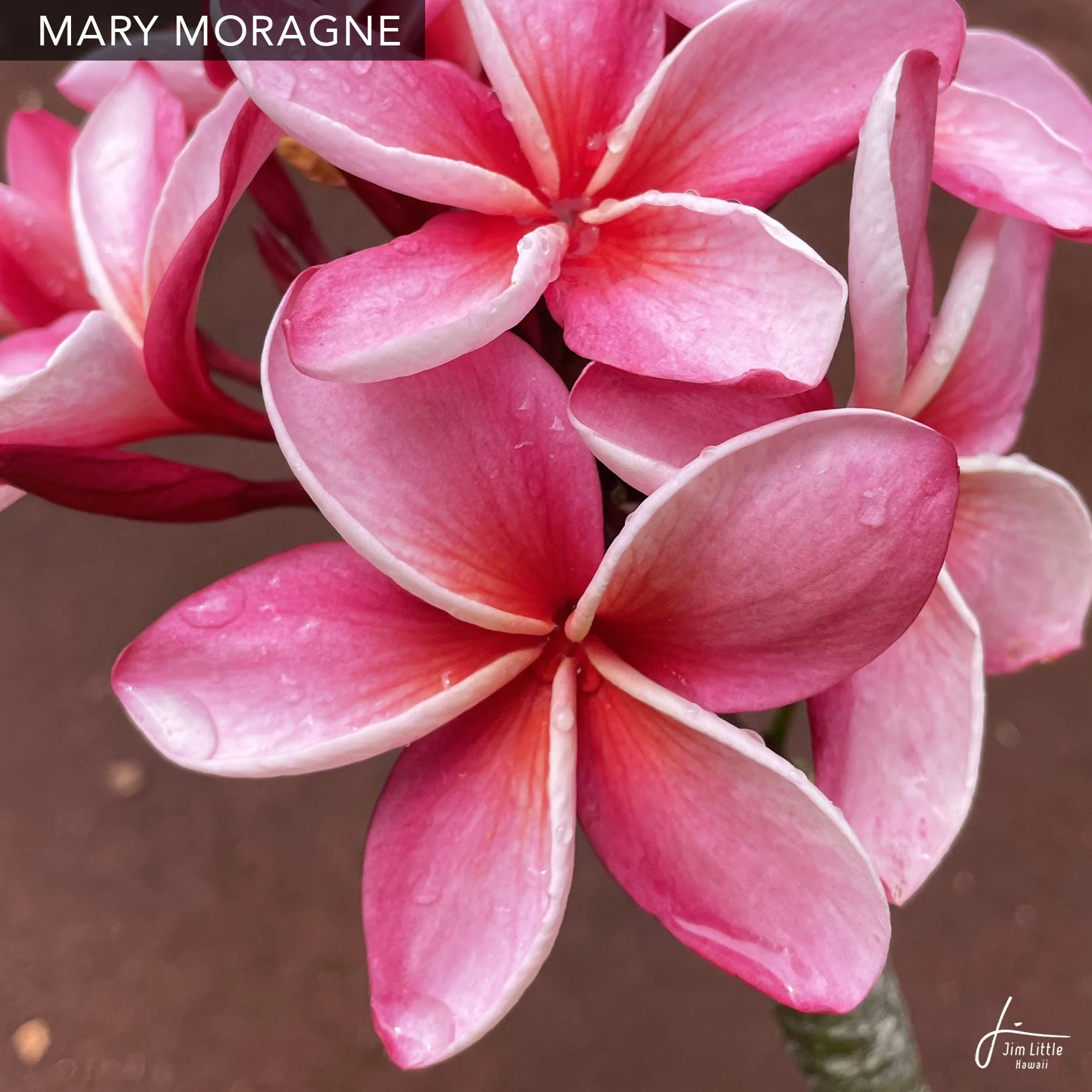 Moragne — Jim Little Plumeria