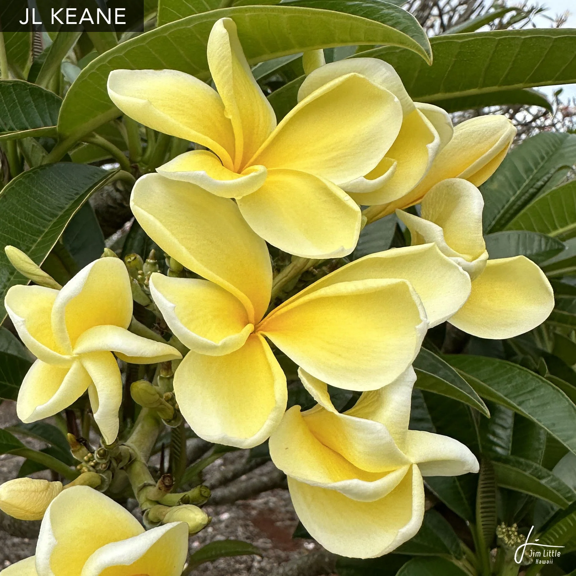 Dwarf — Jim Little Plumeria