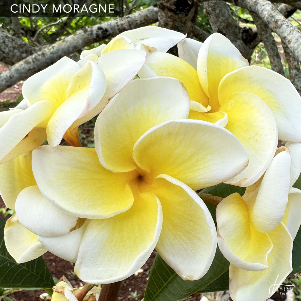 Moragne — Jim Little Plumeria