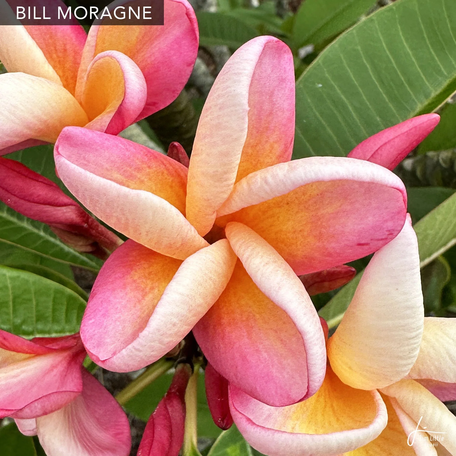 Moragne — Jim Little Plumeria