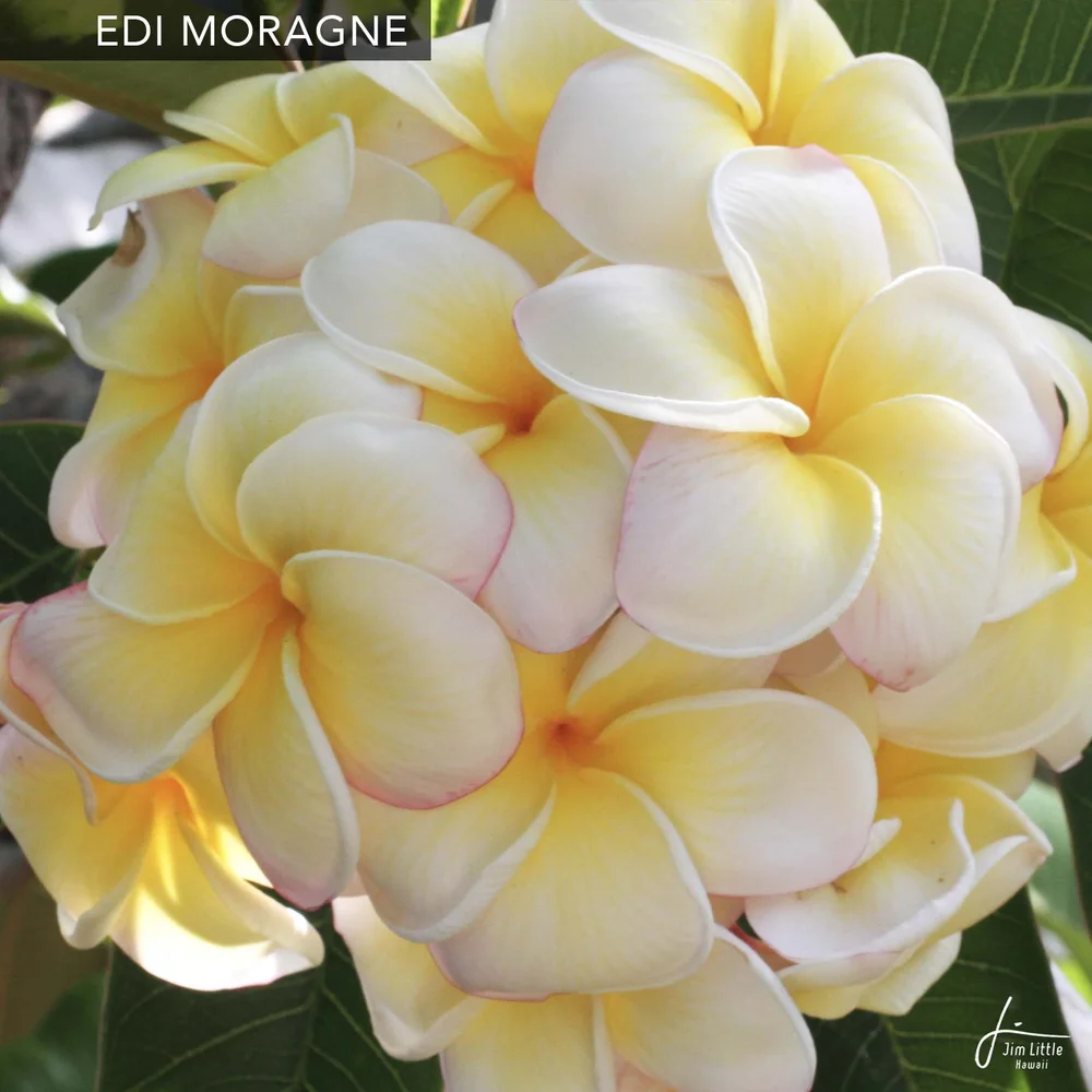Moragne — Jim Little Plumeria