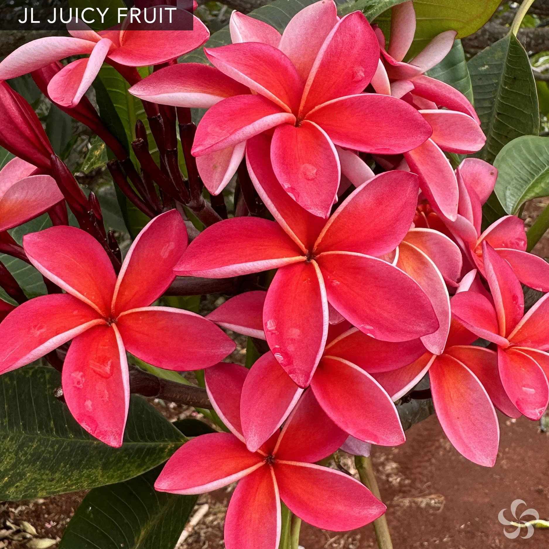 New Releases — Jim Little Plumeria