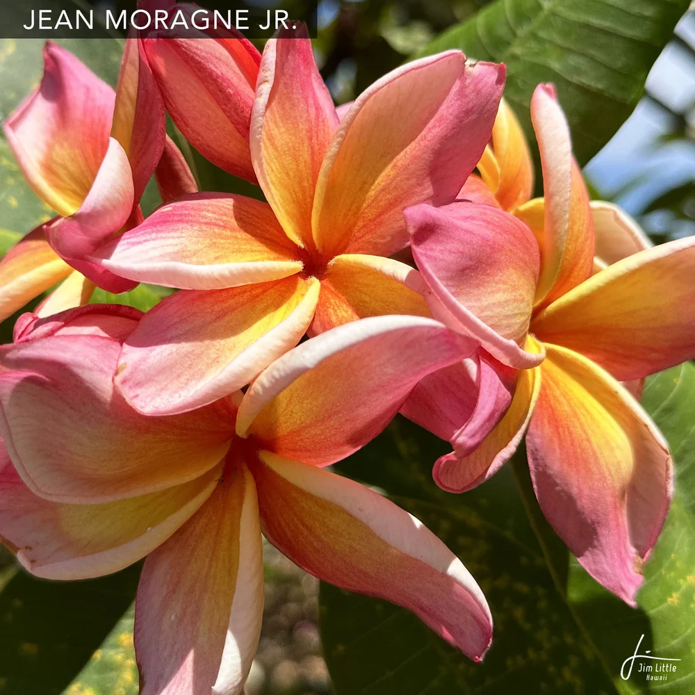 Moragne — Jim Little Plumeria