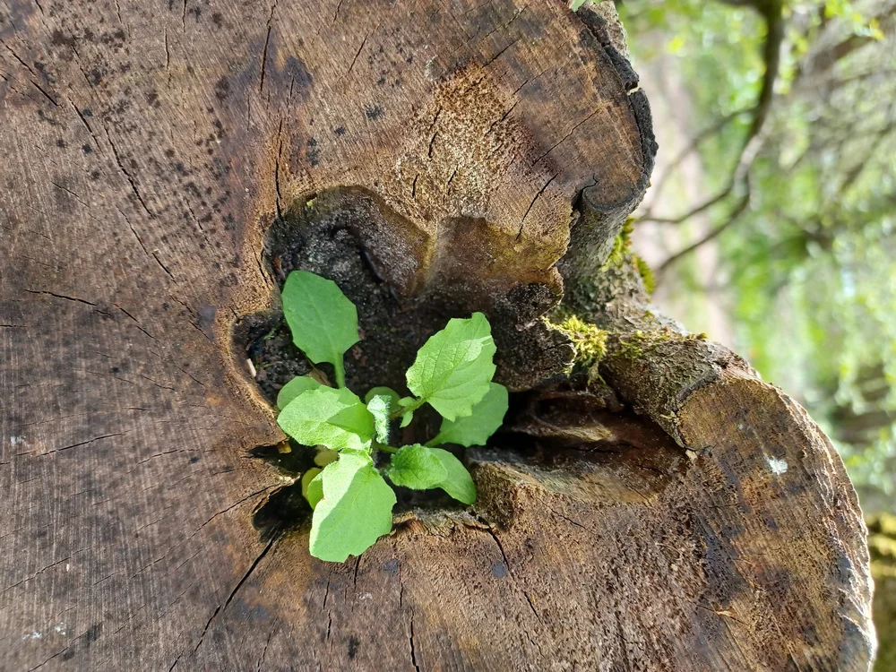 Taiji — Charlottesville T'ai Chi Center