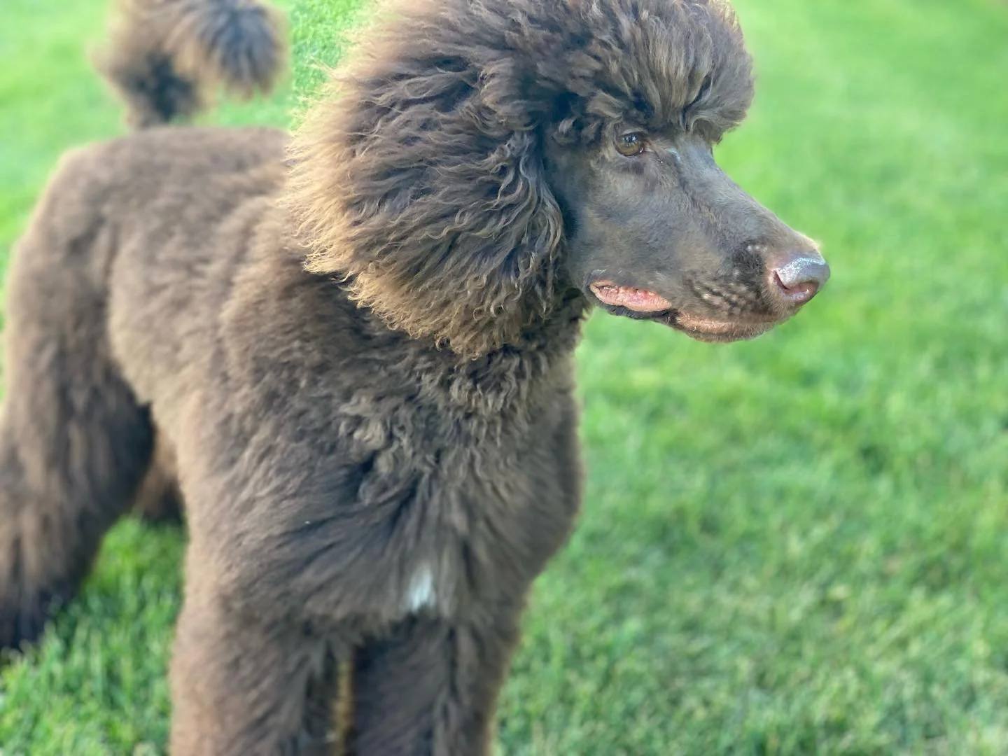 Highest Quality Female Standard Poodles — NCR