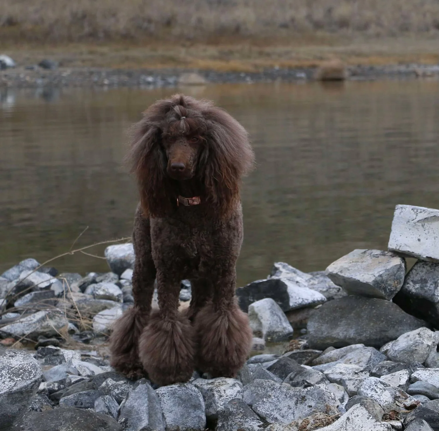 Standard Poodles Comprehensive Color, Size, and Pattern Guide — NCR ...