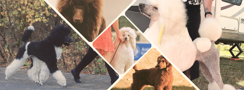 Standard Poodles Comprehensive Color, Size, and Pattern Guide — NCR ...