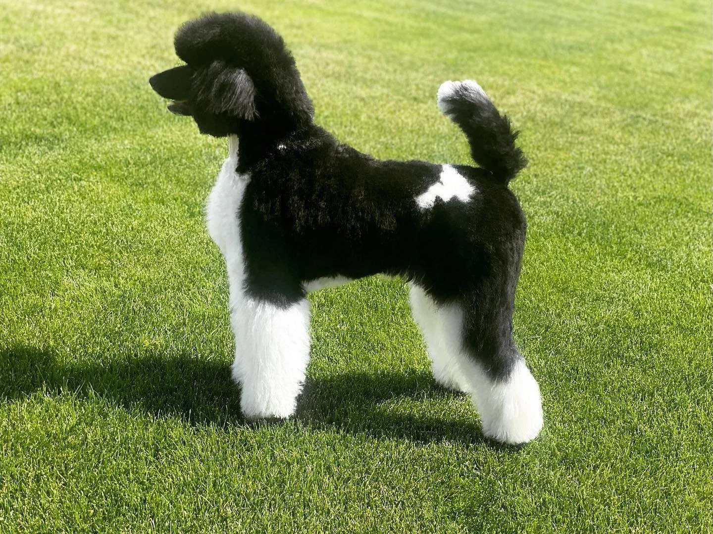Standard Poodle Puppies in Washington State — NCR
