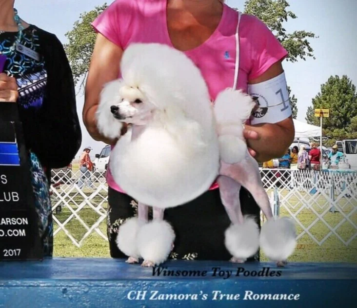 Standard Poodles Comprehensive Color, Size, and Pattern Guide — NCR ...