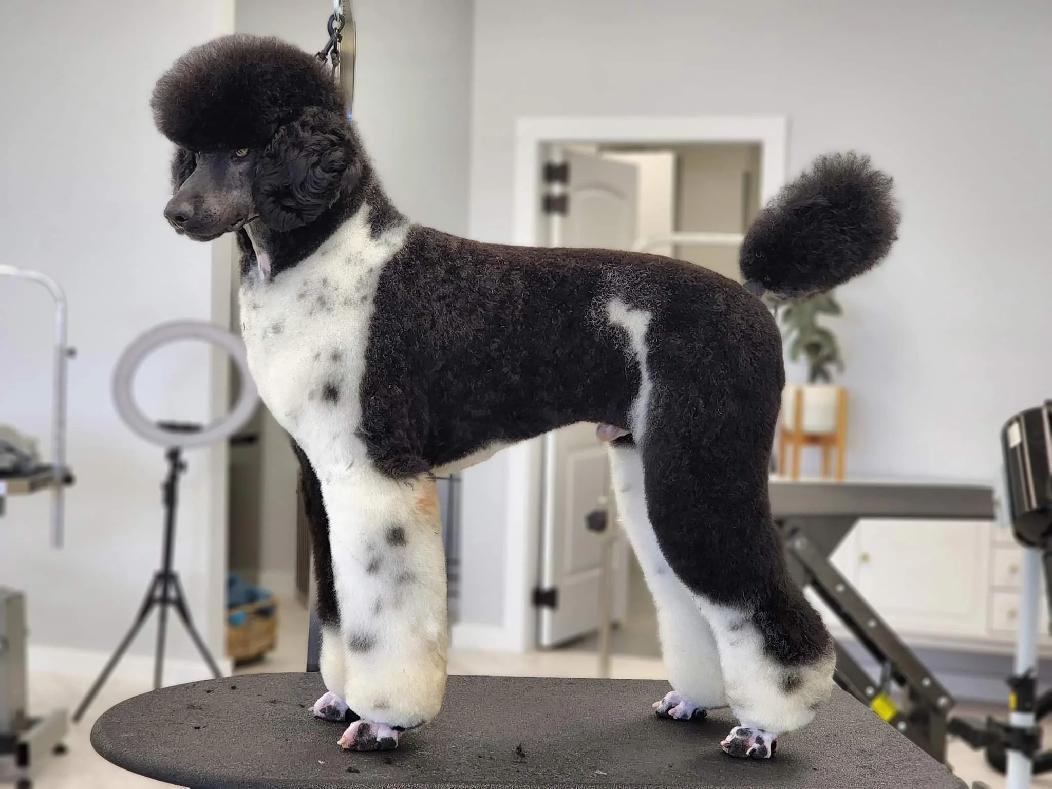 Standard Poodle Puppies in Washington State — NCR