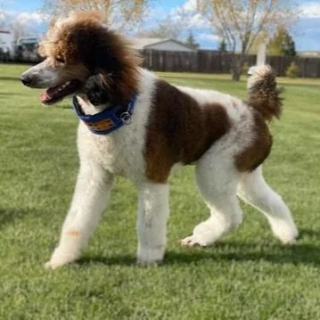 Standard Poodles Comprehensive Color, Size, and Pattern Guide — NCR ...