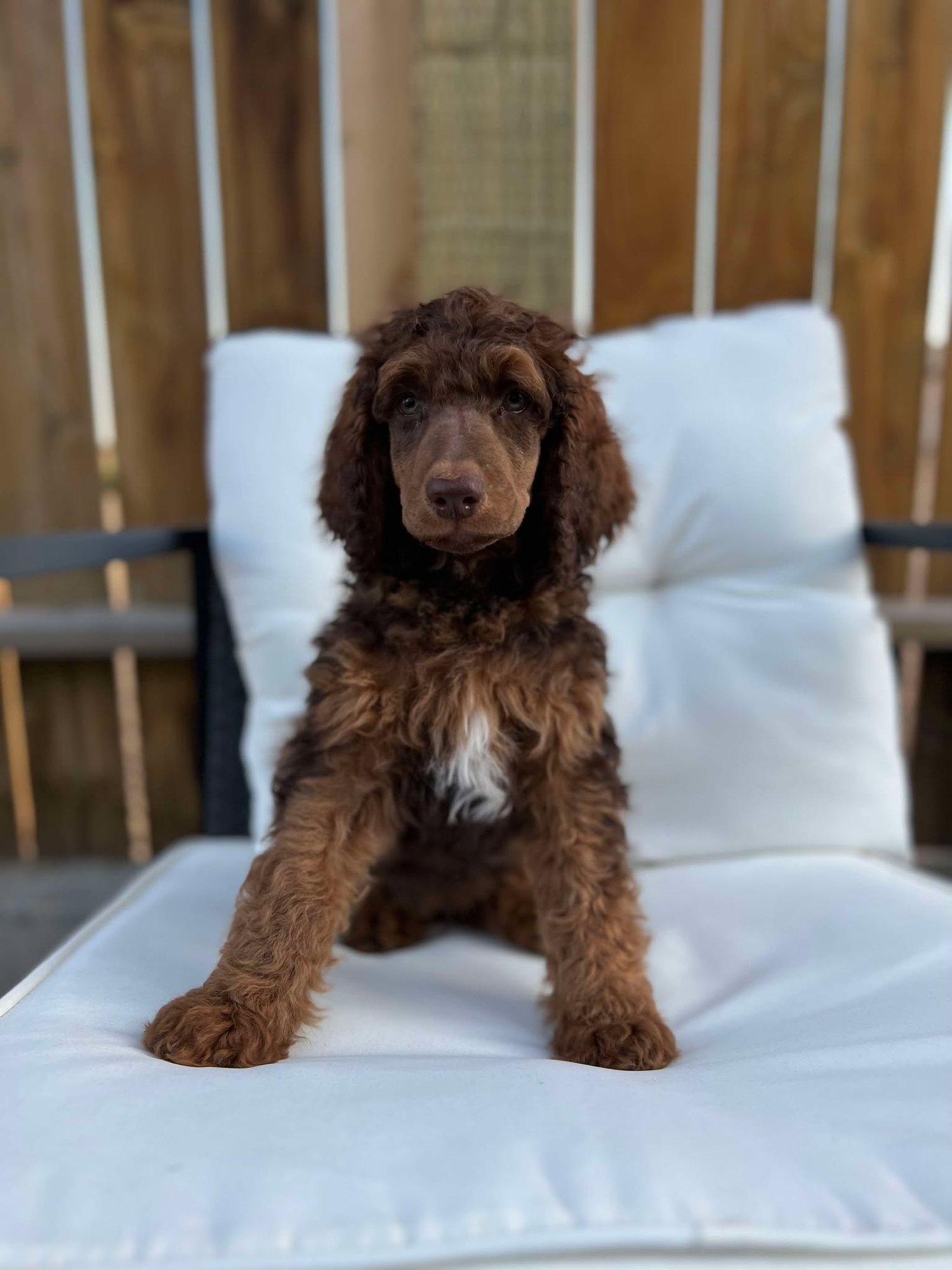 Standard Poodles Comprehensive Color, Size, and Pattern Guide — NCR ...
