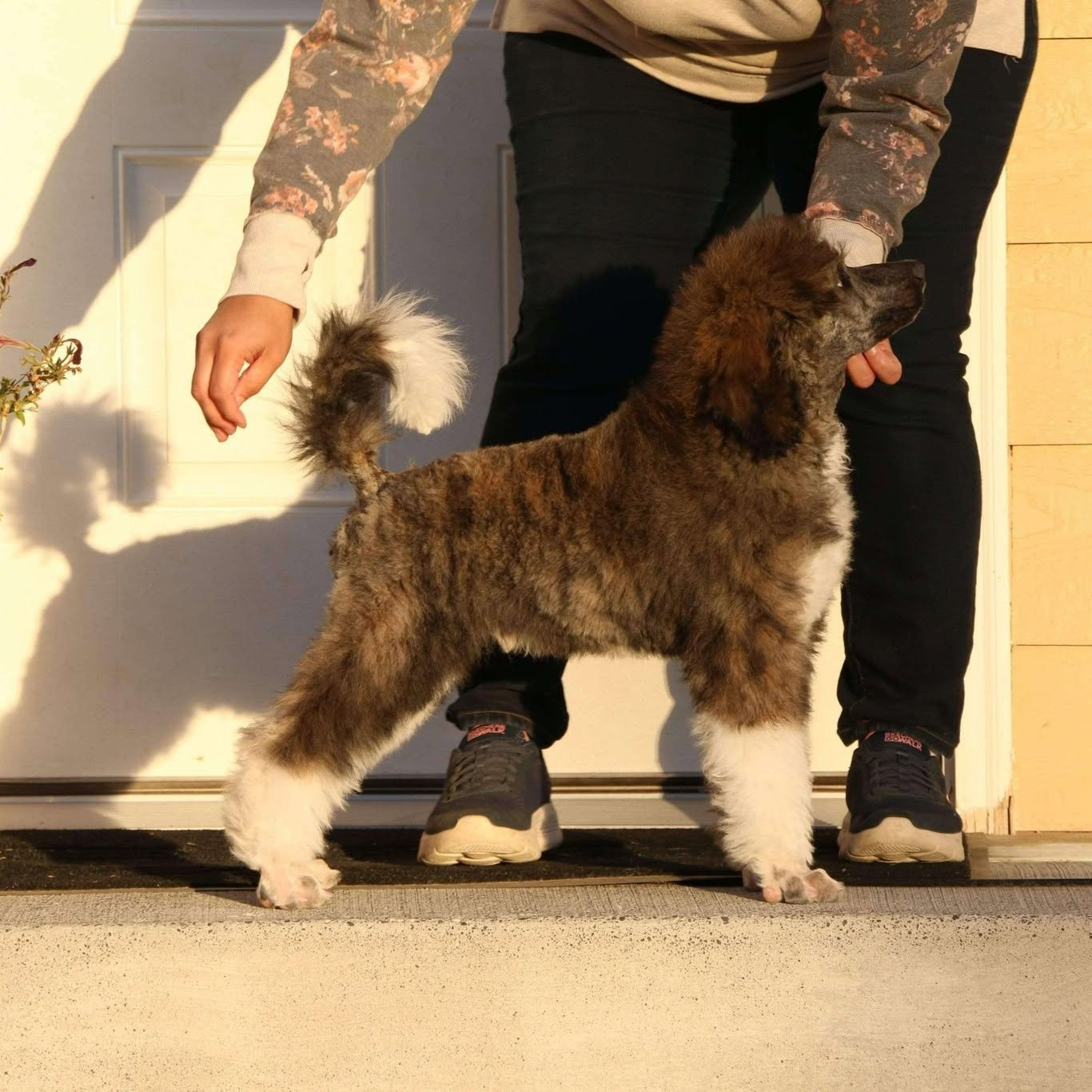 Standard Poodles Comprehensive Color, Size, and Pattern Guide — NCR ...