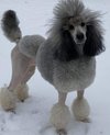 Standard Poodles Comprehensive Color, Size, and Pattern Guide — NCR ...