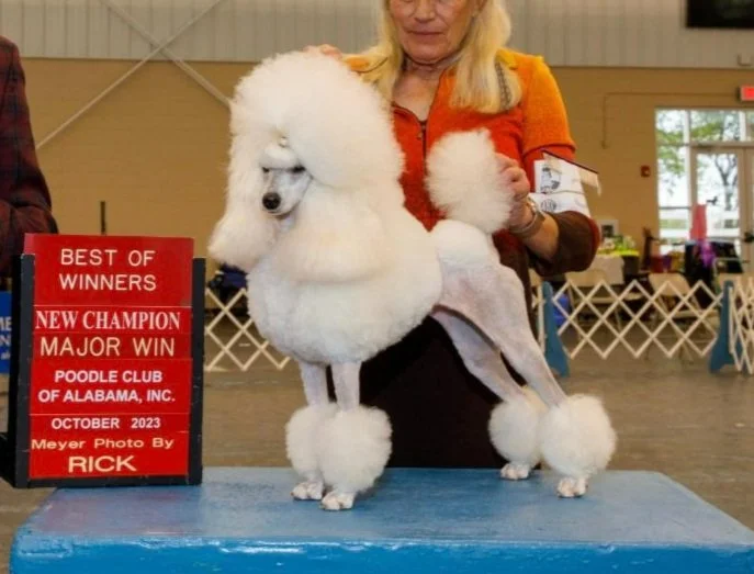 Standard Poodles Comprehensive Color, Size, and Pattern Guide — NCR ...