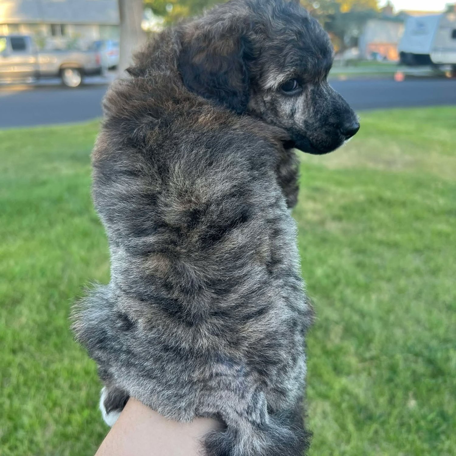 Standard Poodles Comprehensive Color, Size, and Pattern Guide — NCR ...