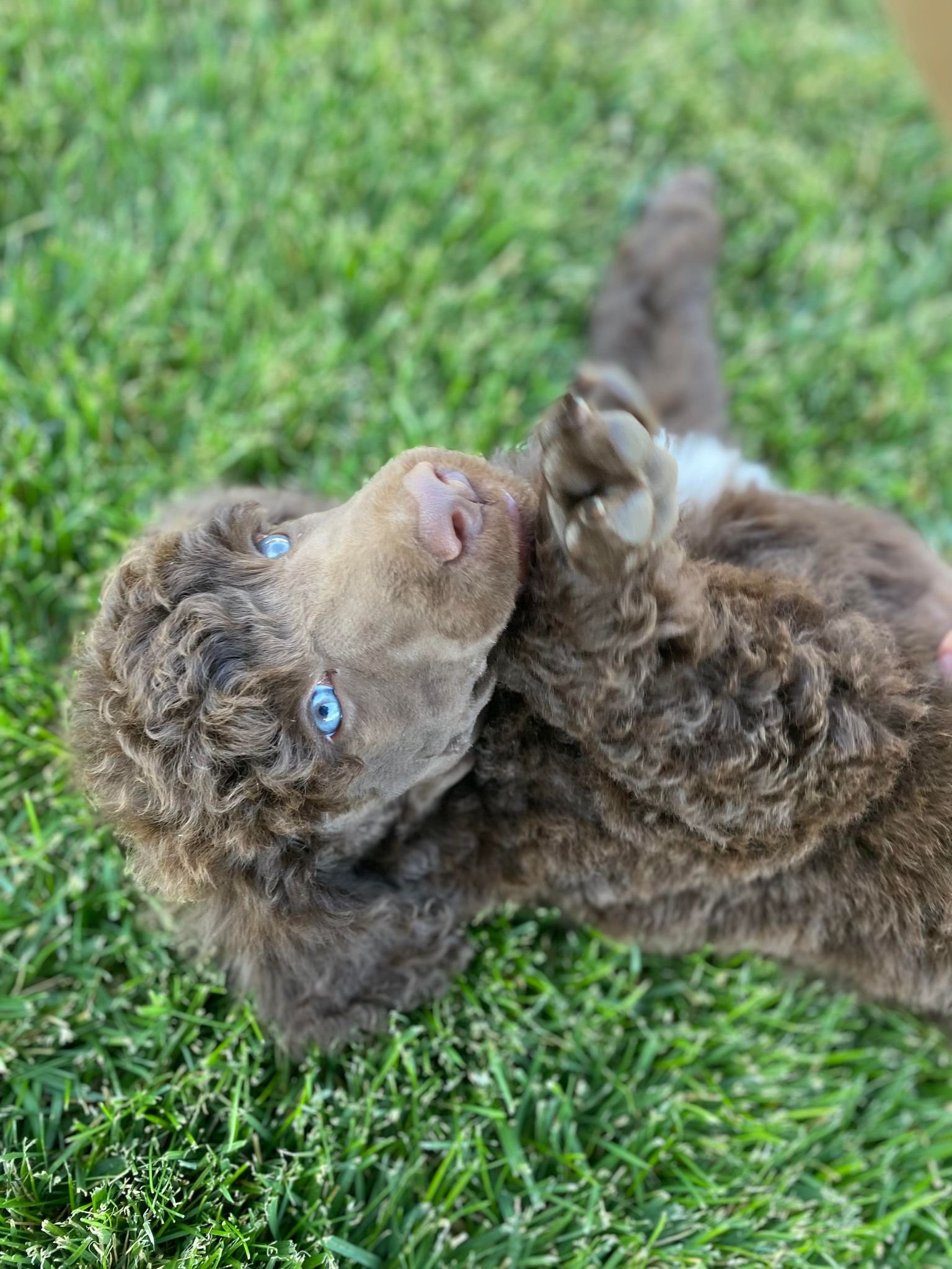 Highest Quality Female Standard Poodles — NCR