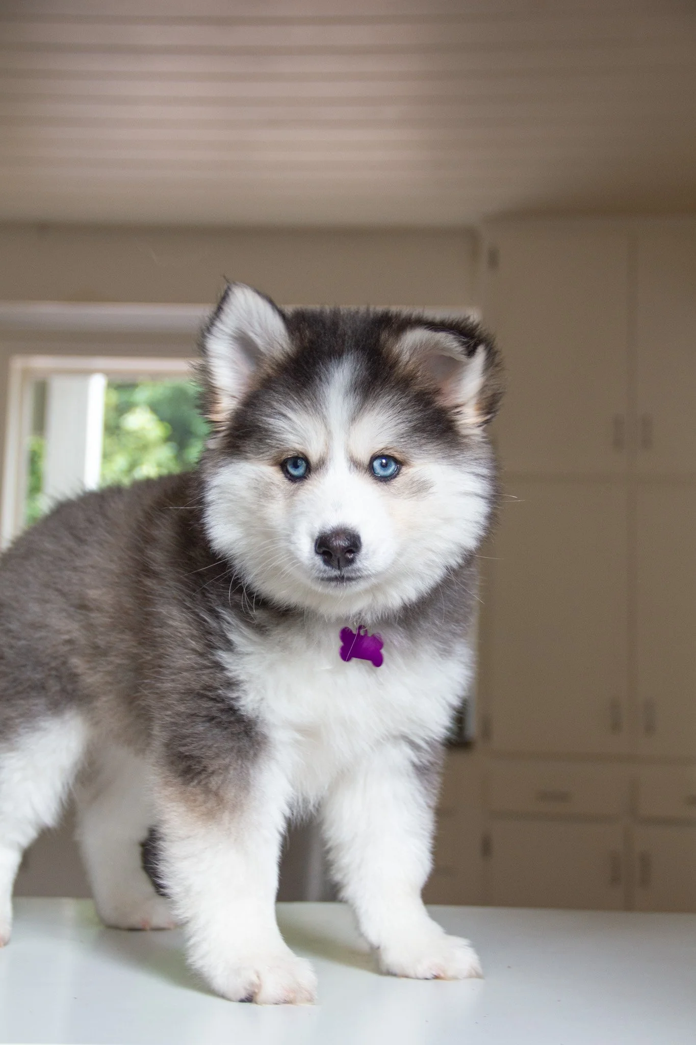 General 2 — The Pomsky Garden (Adopt a pomsky in San Francisco or Seattle)