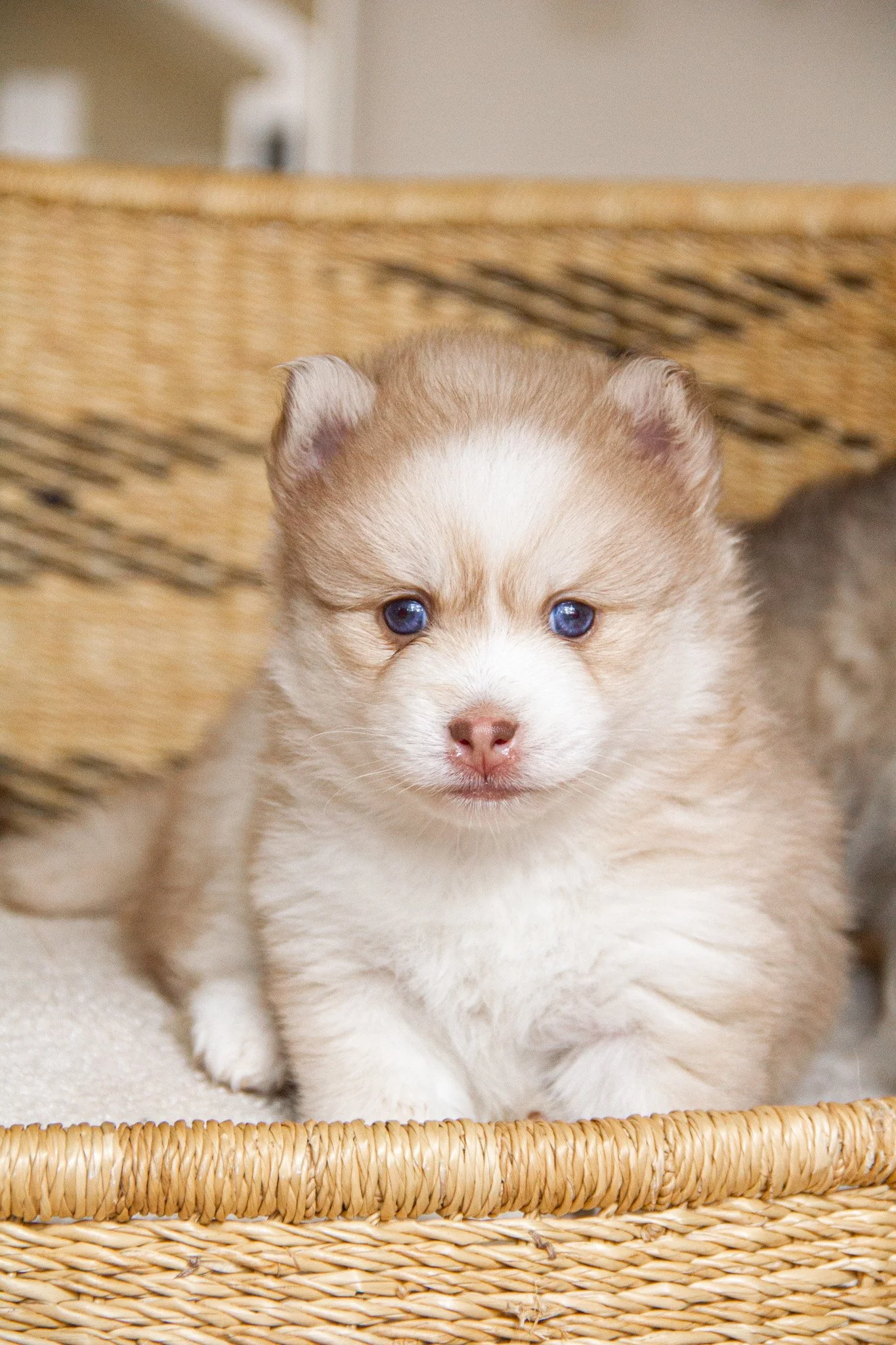 General 2 — The Pomsky Garden (Adopt a pomsky in San Francisco or Seattle)