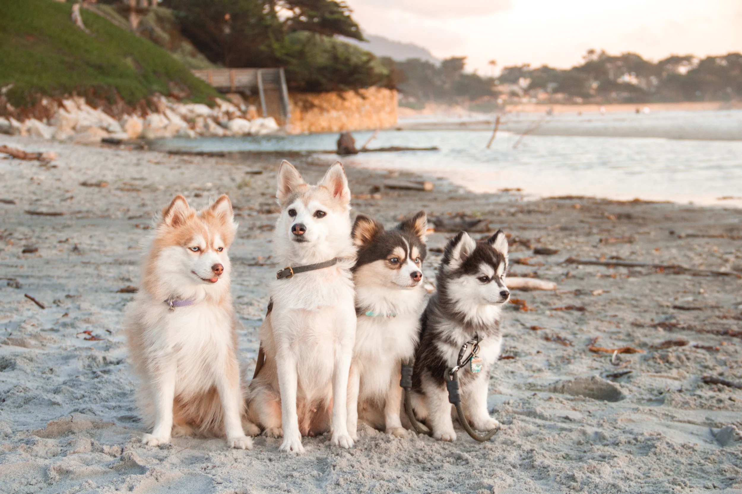 The Pomsky Garden - Mini Husky Puppies For Sale in San Francisco and ...