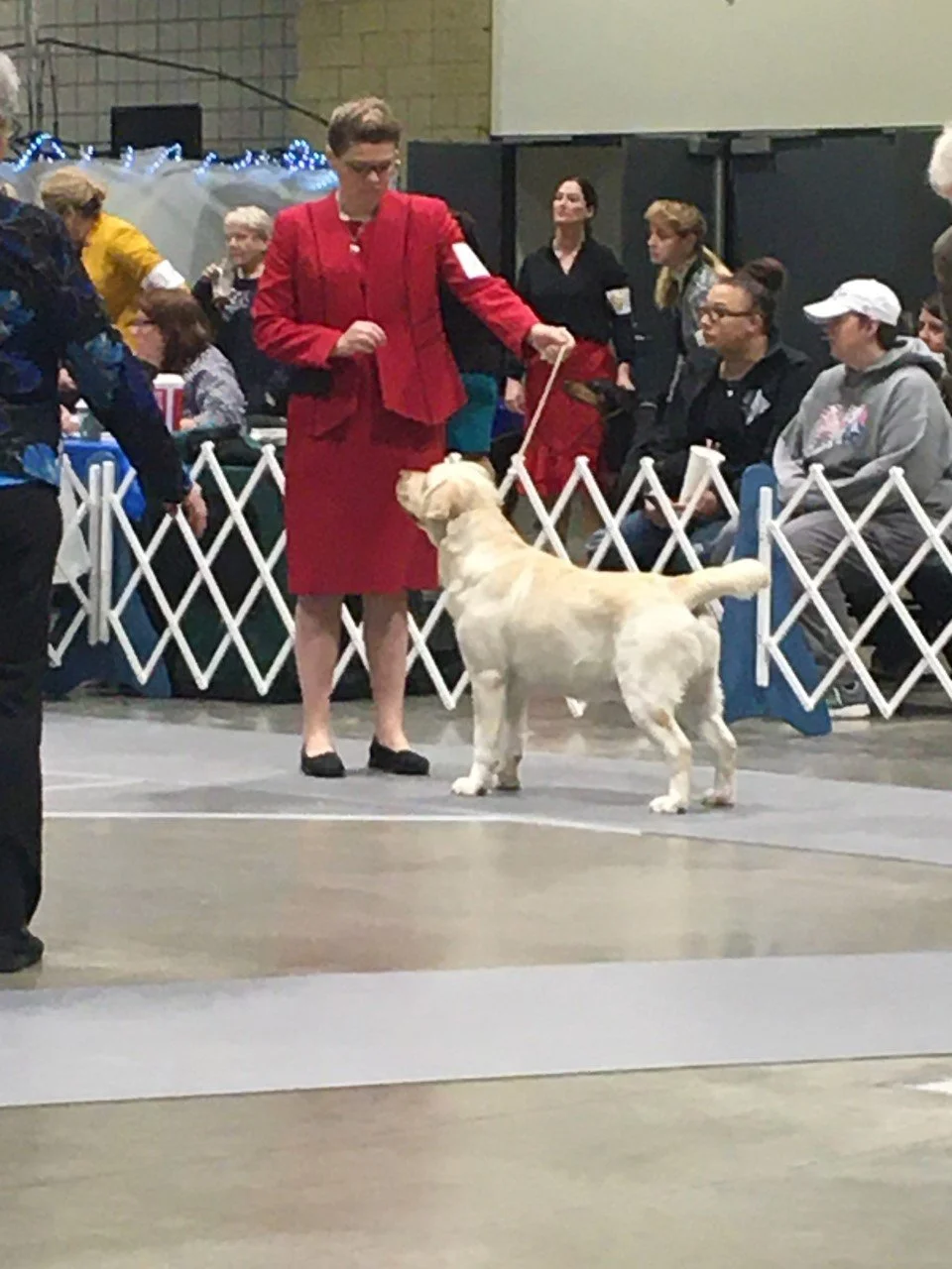 Boys — Pineview Meadow Labradors