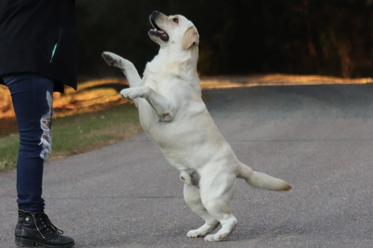 Boys — Pineview Meadow Labradors