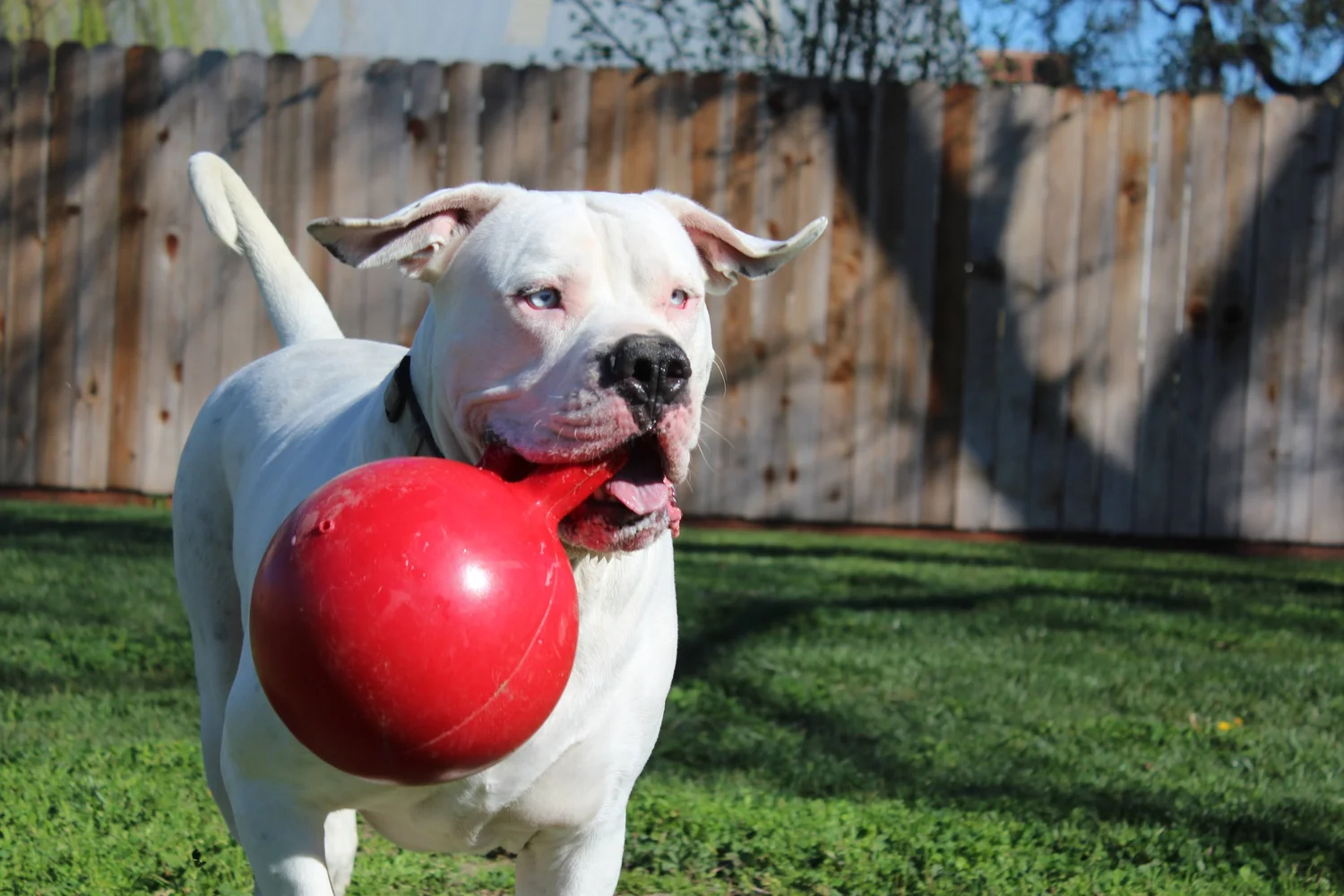 Contact Us — Sunset Kennels