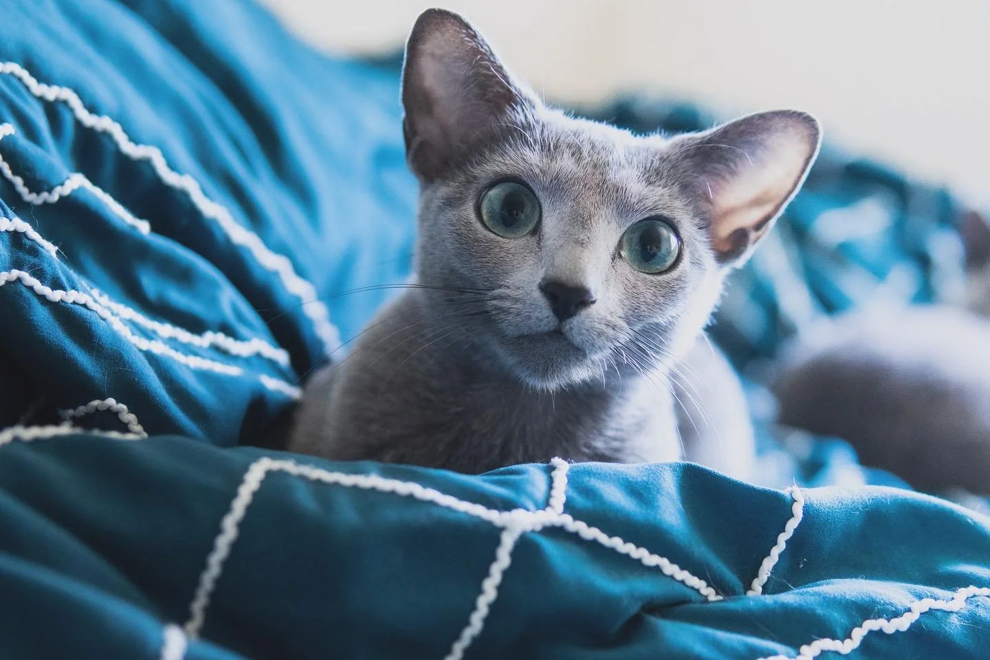 Blue Aura Russian Blues | Northern California