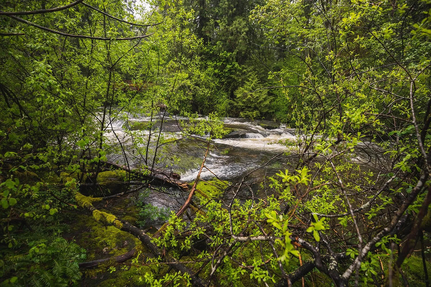 HOW TO HIKE TO MILLSTONE RIVER FALLS IN NANAIMO — Seeing the Elephant ...