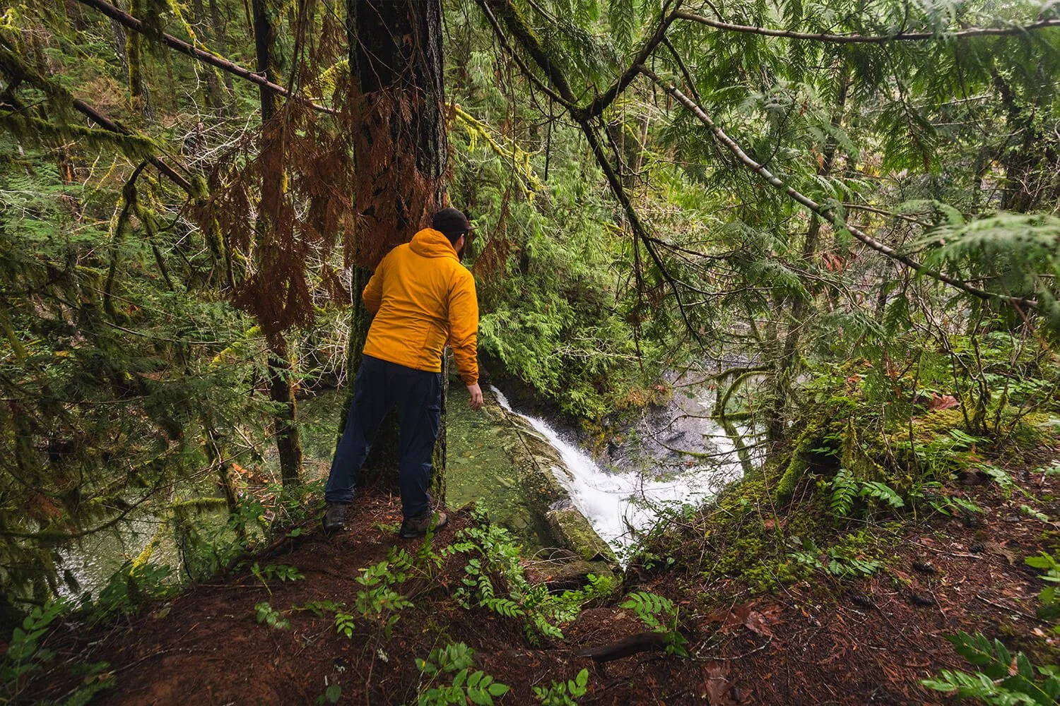 How to Hike to ROGERS CREEK FALLS in PORT ALBERNI — Seeing the Elephant ...