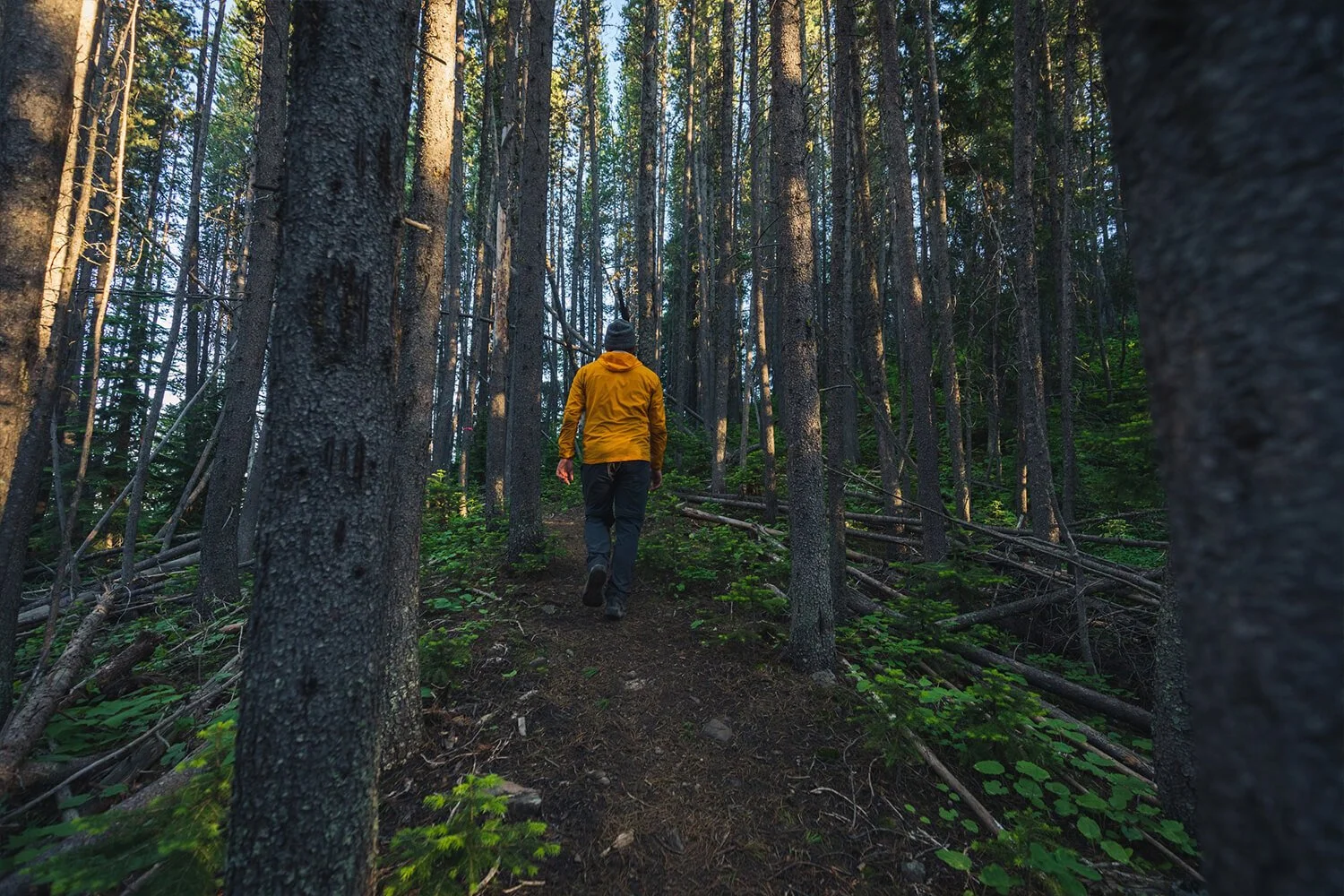 How to Hike WEDGE MOUNTAIN in the CROWSNEST PASS — Seeing the Elephant ...