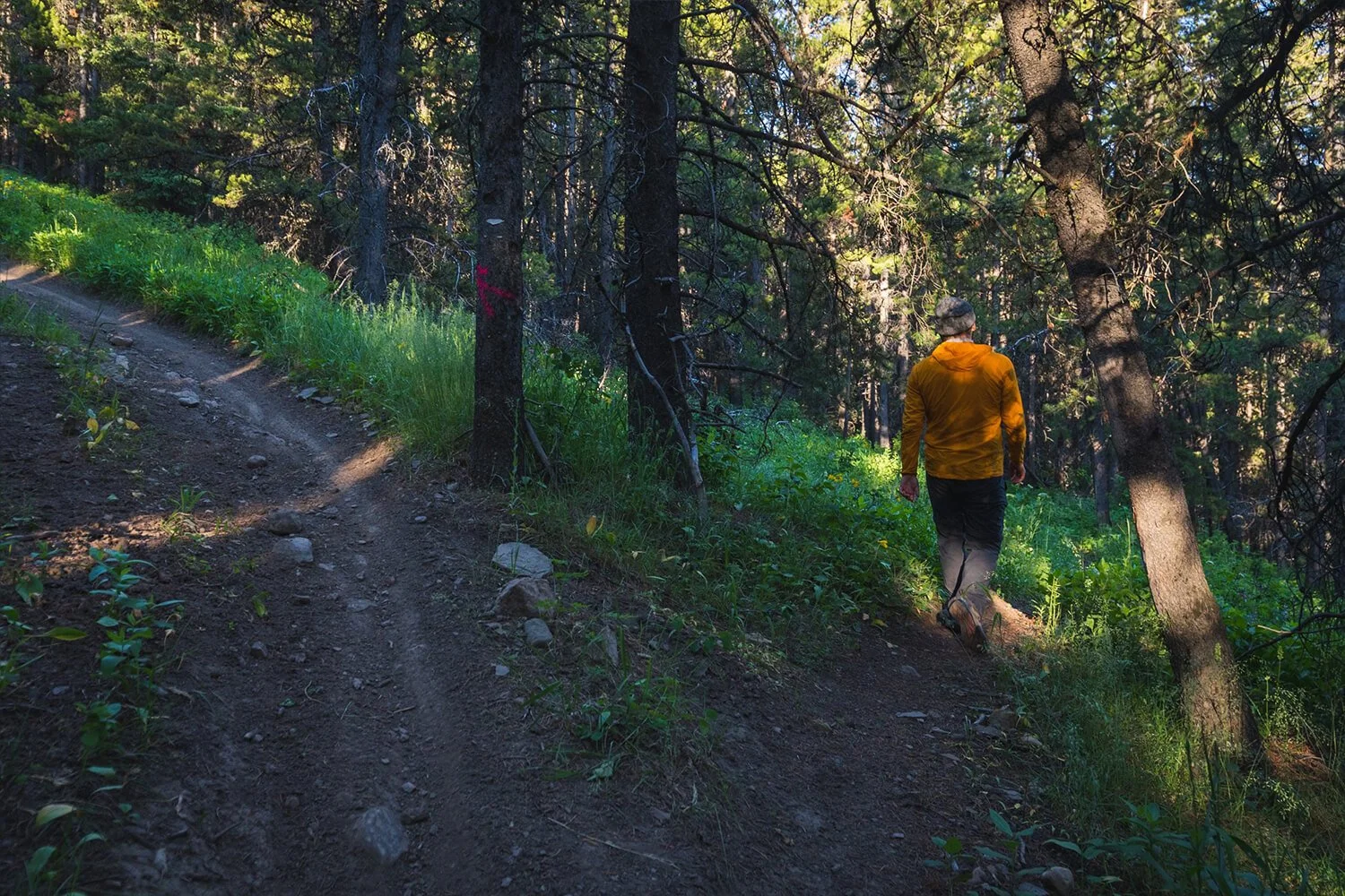 How to Hike WEDGE MOUNTAIN in the CROWSNEST PASS — Seeing the Elephant ...