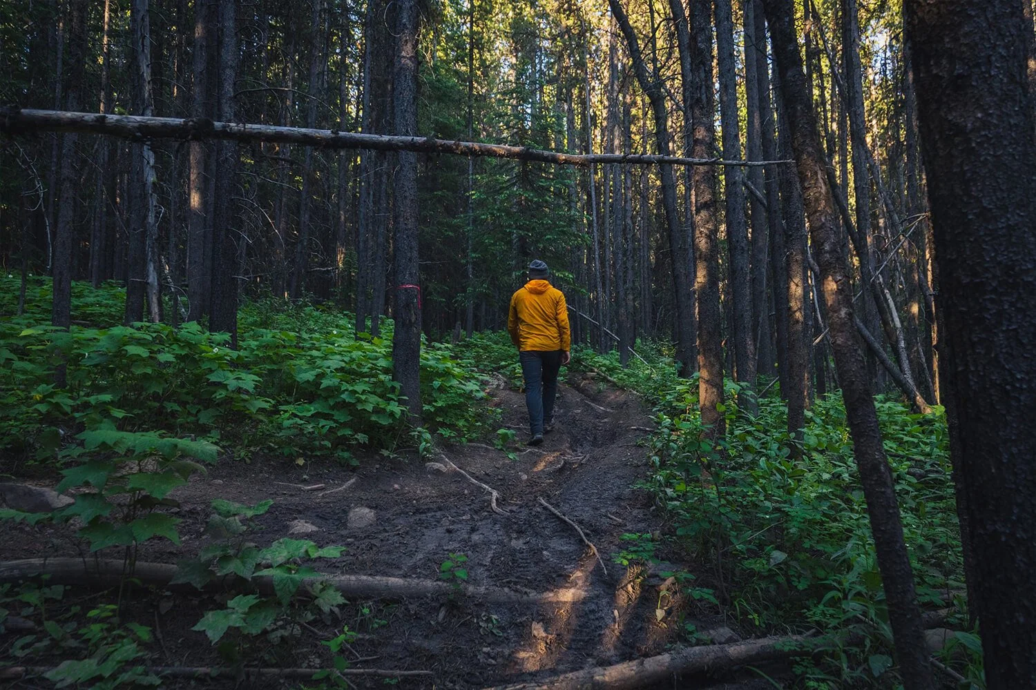 How to Hike WEDGE MOUNTAIN in the CROWSNEST PASS — Seeing the Elephant ...