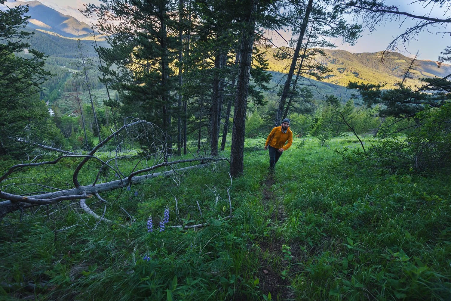 How to Hike ISLAND RIDGE in the CROWSNEST PASS — Seeing the Elephant ...