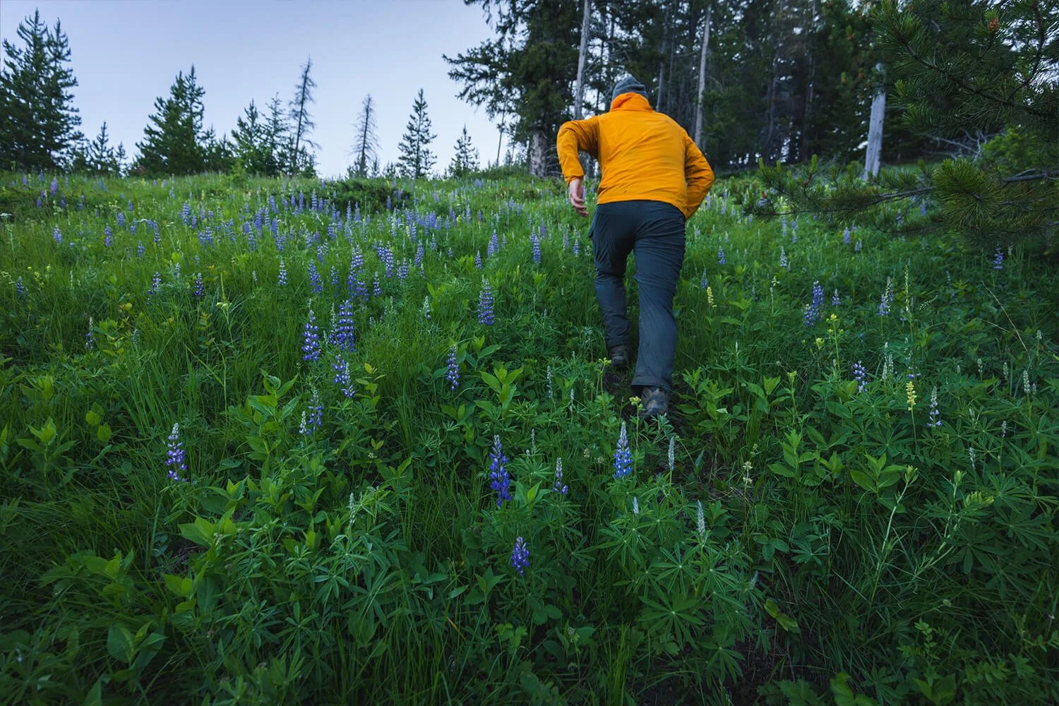 How to Hike ISLAND RIDGE in the CROWSNEST PASS — Seeing the Elephant ...