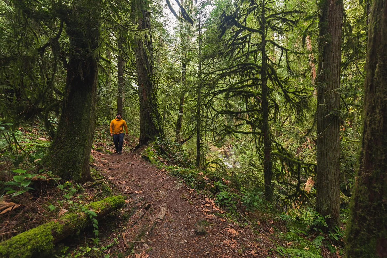 How to Hike to GOLDSTREAM FALLS near VICTORIA — Seeing the Elephant ...