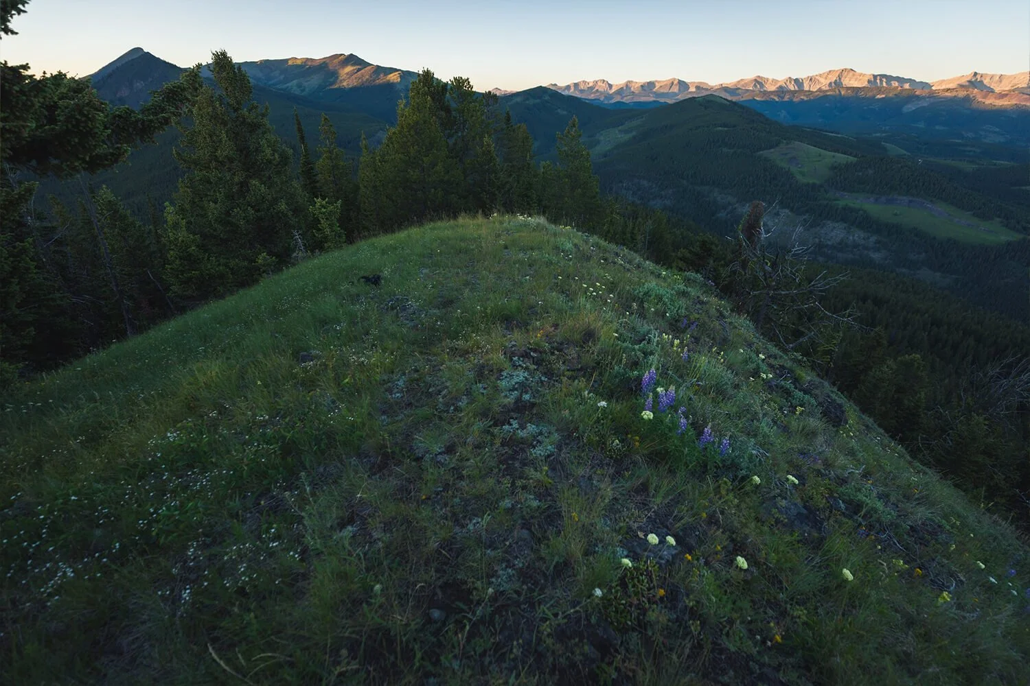 How to Hike WEDGE MOUNTAIN in the CROWSNEST PASS — Seeing the Elephant ...