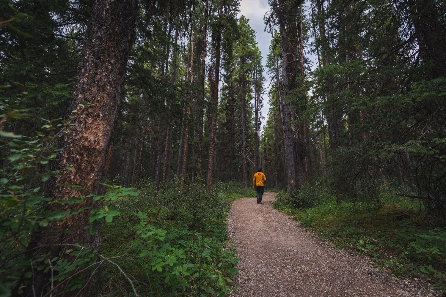 How to Hike to SILVERTON FALLS in BANFF NATIONAL PARK — Seeing the ...